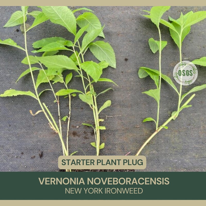 The Common in New York - Etsy