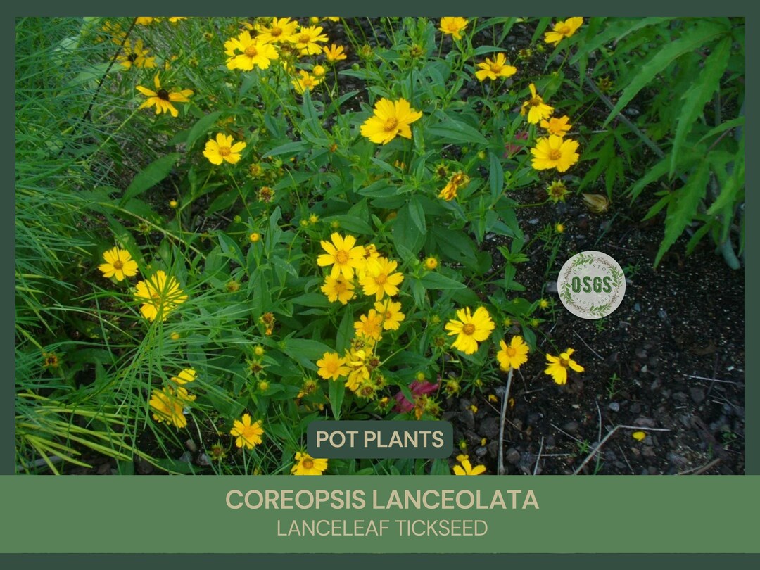 Coreopsis Deer Tolerant