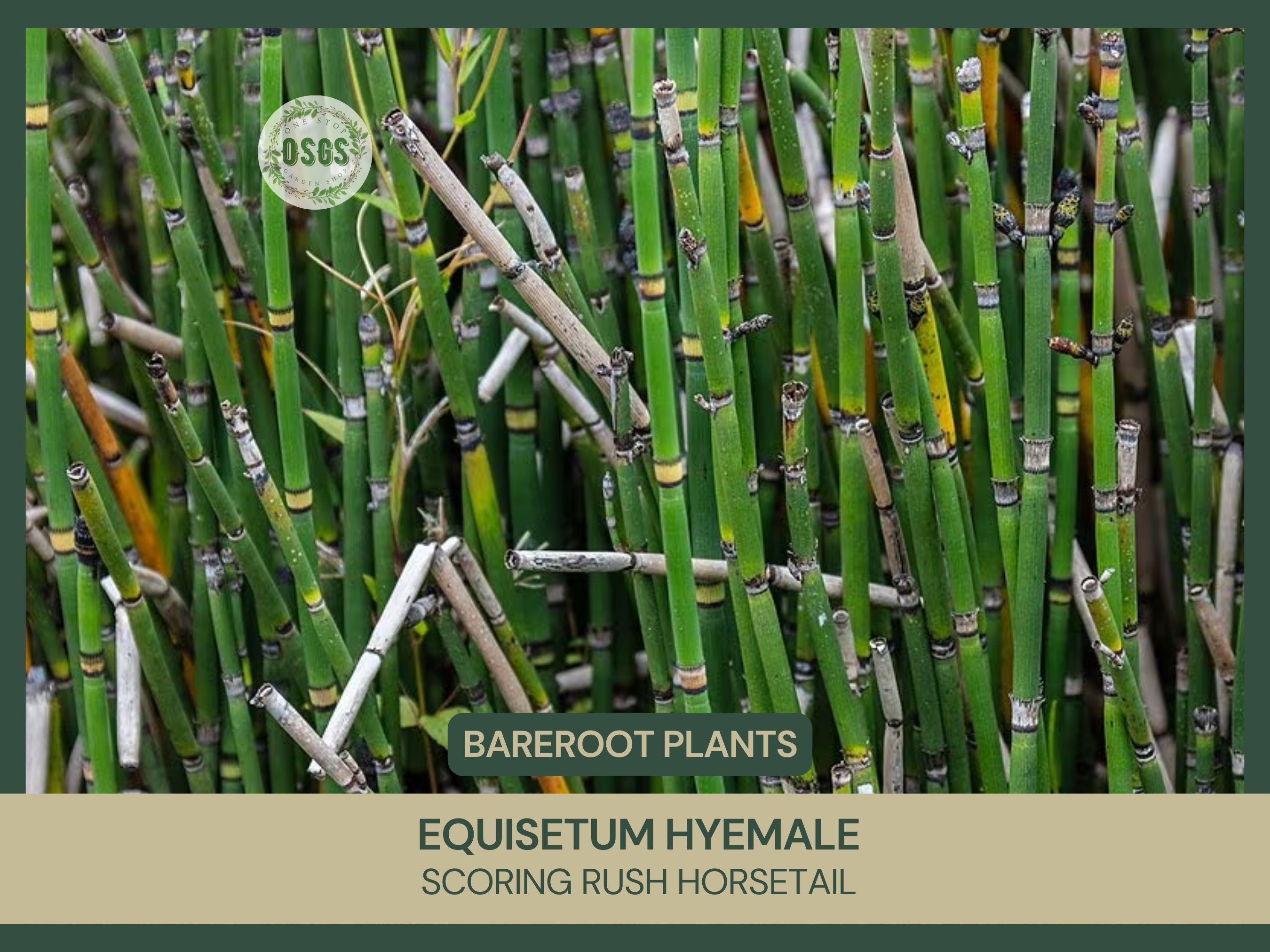 Horsetails Labeled