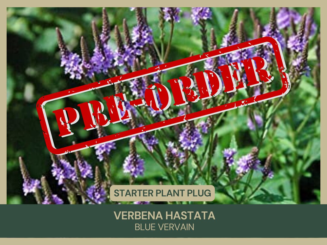 Verbena Hastata | Blue Vervain | Starter Plant Plug | Native Wetland ...