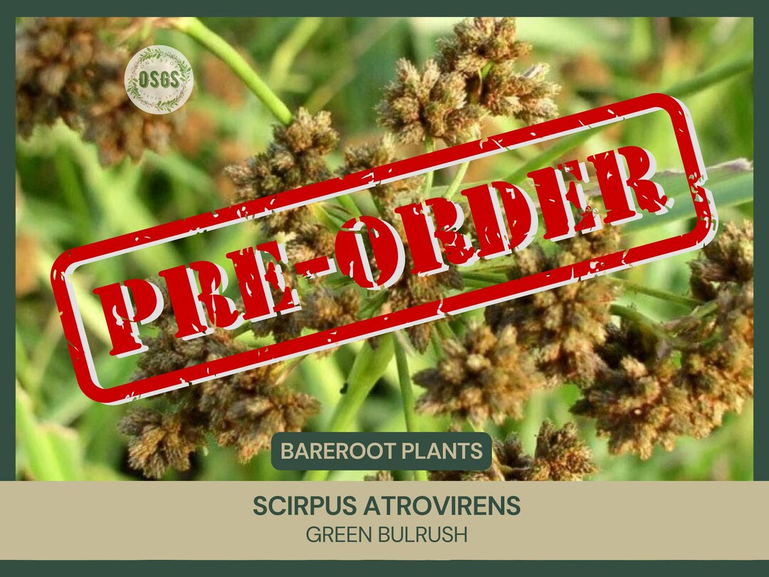 Presale | Scirpus Atrovirens | Green Bulrush | Bareroot | Live Plant ...