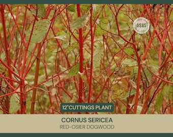 Cornus Sericea Red Twig Dogwood Shrub Live Plant - Etsy