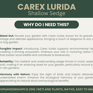 Carex Lurida | Shallow Sedge | Bareroot | Wetland Restoration | Live ...