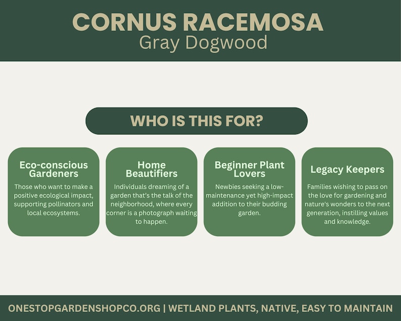 Cornus Racemosa | Gray Dogwood | 18" Cuttings | Native Shrub Whip ...