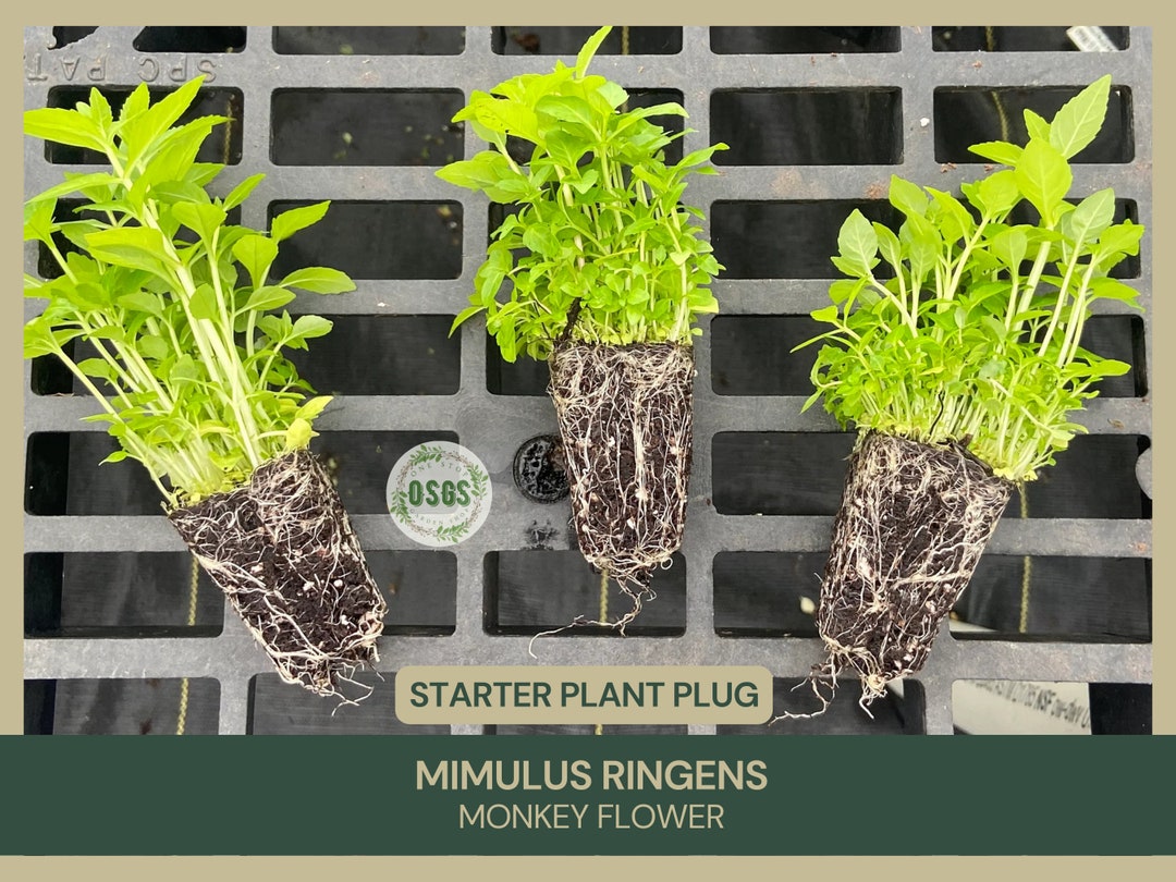 Mimulus Ringens | Monkey Flower | Starter Plant Plug | Lopseed Family ...