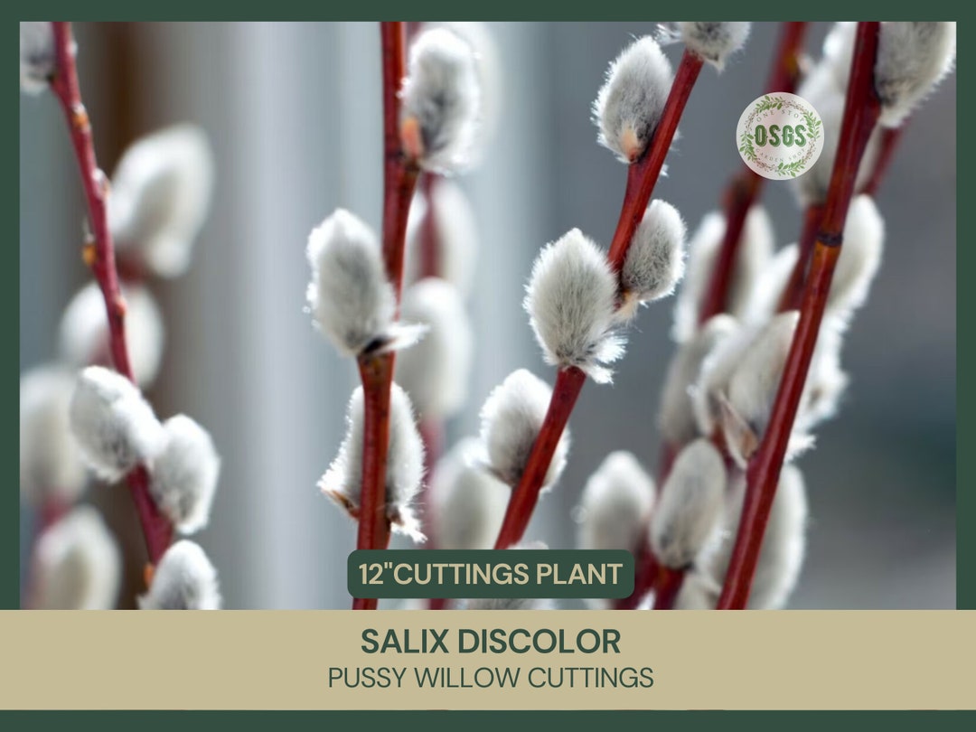 Salix Discolor | Pussy Willow | 12" Fresh Cuttings | Grafting ...
