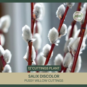 Salix Discolor | Pussy Willow | 12" Fresh Cuttings | Grafting ...