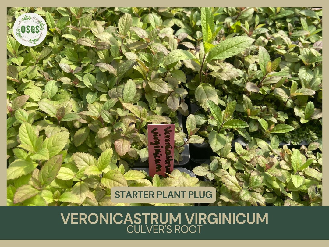 Veronicastrum Virginicum | Culver's Root | Starter Plant Plug | Live ...