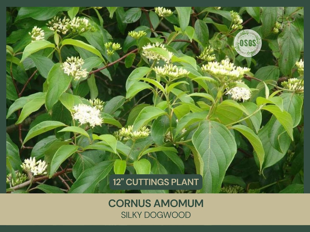 Cornus Amomum | Silky Dogwood | 12" Cut FRESH Each Order | Grafting ...