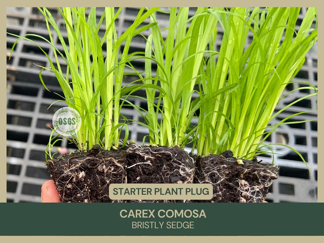 Carex Comosa | Bristly Bottlebrush Sedge | Starter Plant Plug | Wetland ...