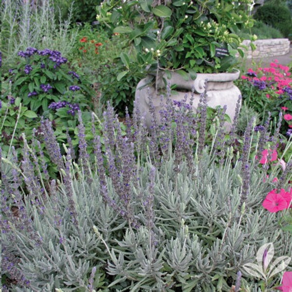 Gray Lavender - Etsy