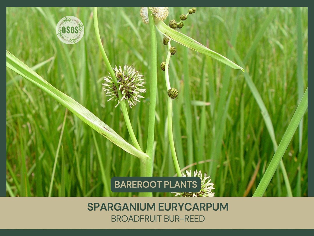 Sparganium Eurycarpum | Broadfruit Bur-reed | Bareroot | Live Plant ...