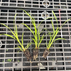 Carex Lupulina Common Hop Sedge Starter Plant Plug Sedge Family Native ...