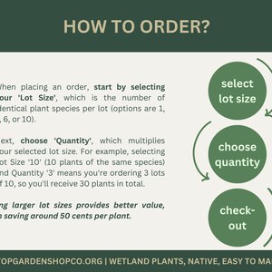 Schoenoplectus Pungens | Common Threesquare | Bareroot | Live Plant ...