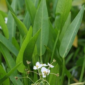 Sagittaria Rigida Sessilefruit Arrowhead Bareroot Live Plant Plant for ...