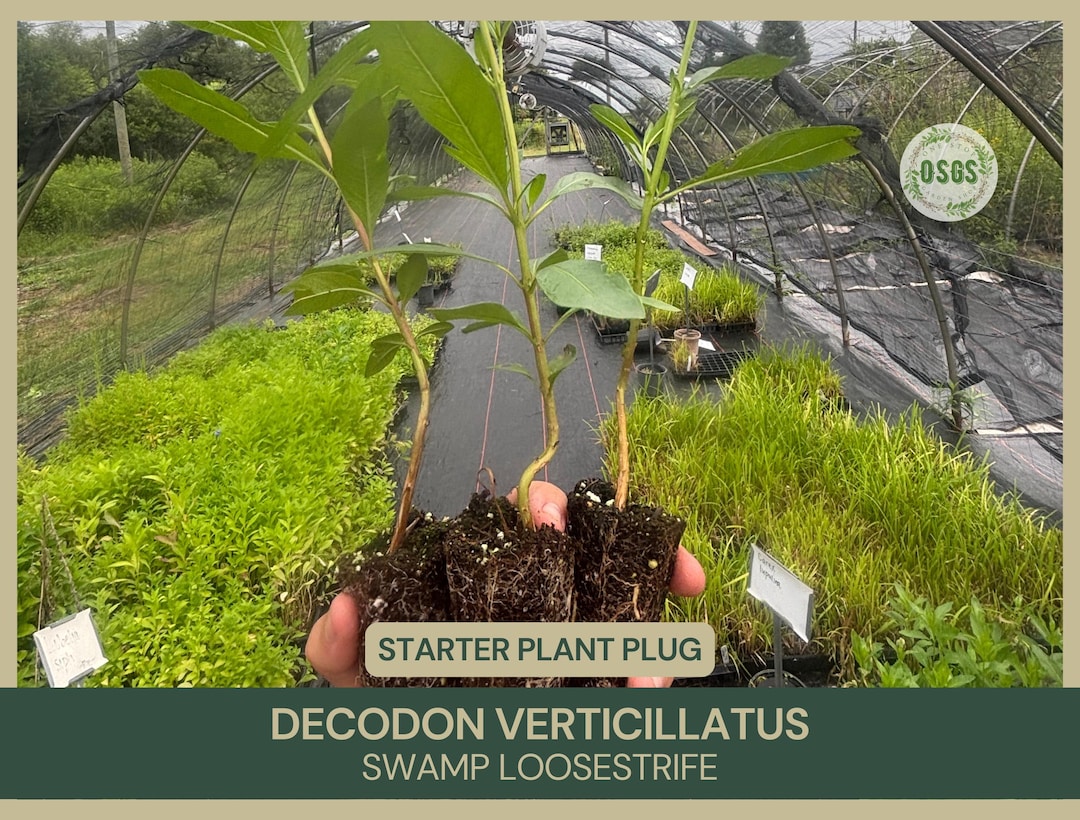 Decodon Verticillatus | Swamp Loosestrife | Starter Plant Plug | Live ...