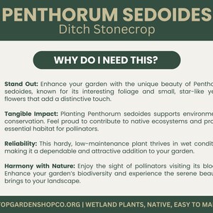 Penthorum Sedoides | Ditch Stonecrop | Starter Plant Plug | Native ...