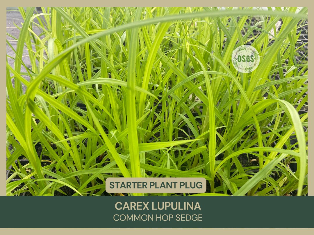 Carex Lupulina Common Hop Sedge Starter Plant Plug Sedge Family Native ...