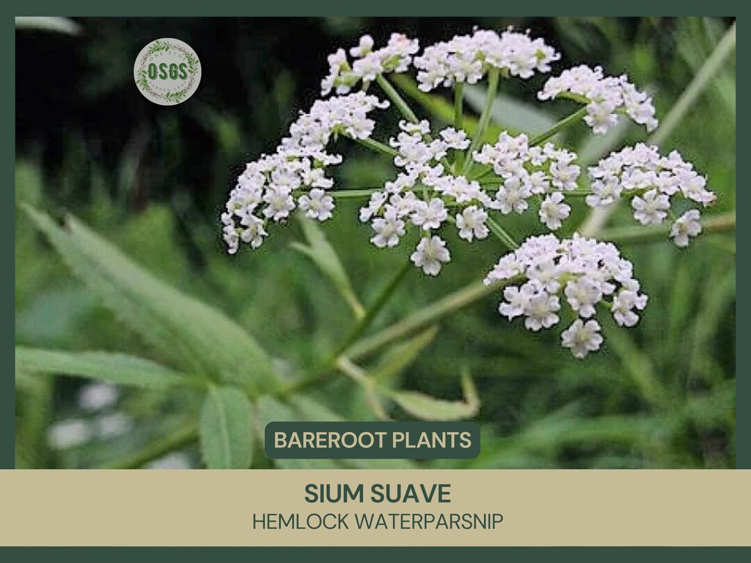 Sium Suave Hemlock Waterparsnip Bareroot Live Plant Freshly Collected ...