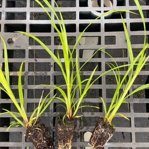 Carex Lupulina Common Hop Sedge Starter Plant Plug Sedge Family Native ...