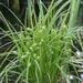 Carex Lurida Shallow Sedge Bareroot Wetland Restoration Live Plant ...