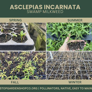 Asclepias Incarnata | Swamp Milkweed | Starter Plant Plug | Live Plant ...