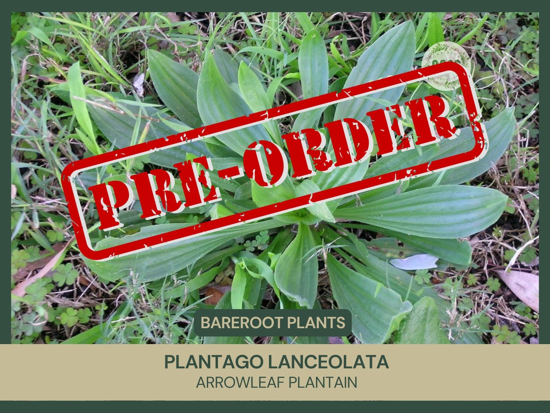 Plantago Lanceolata Narrowleaf Plantain Bareroot Edible Plant Wild ...