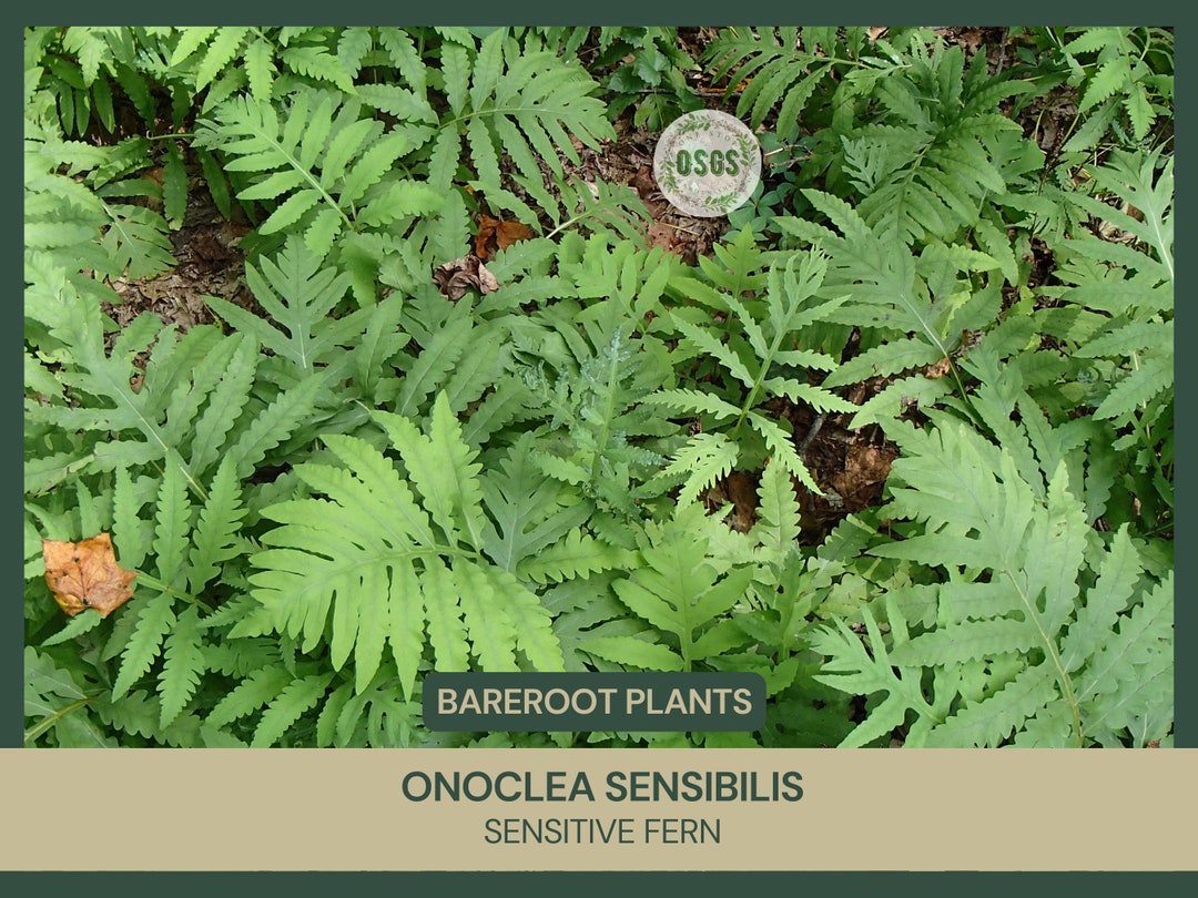 Onoclea Sensibilis | Sensitive Fern | Bareroot | Live Plant | Freshly ...