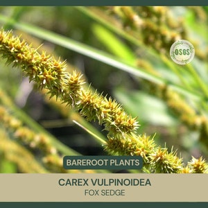 Carex Vulpinoidea | Fox Sedge | Bareroot | Wetland Restoration | Live ...