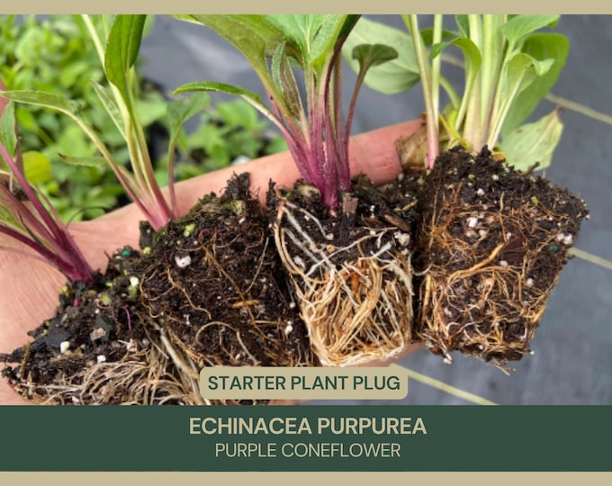 Echinacea Butterfly Rainbow Marcella - 3 Well Rooted Starter Plants in ...