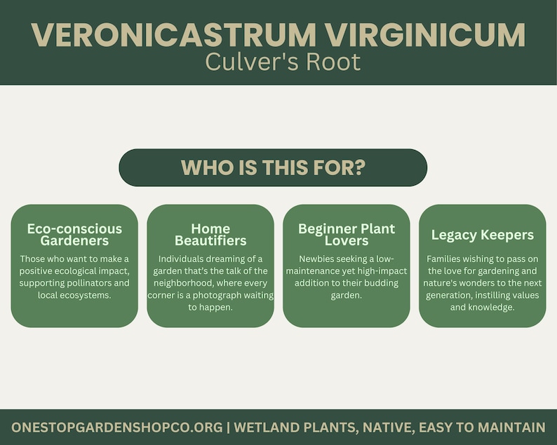 Veronicastrum Virginicum | Culver's Root | Starter Plant Plug | Live ...