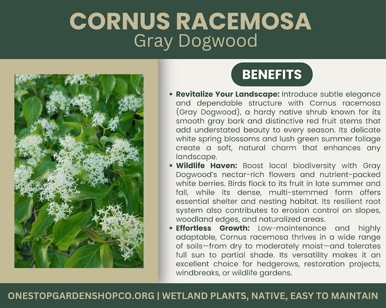 Cornus Racemosa | Gray Dogwood | 18" Cuttings | Native Shrub Whip ...