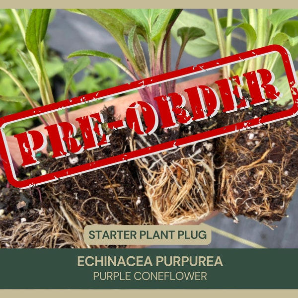 Plant - Etsy