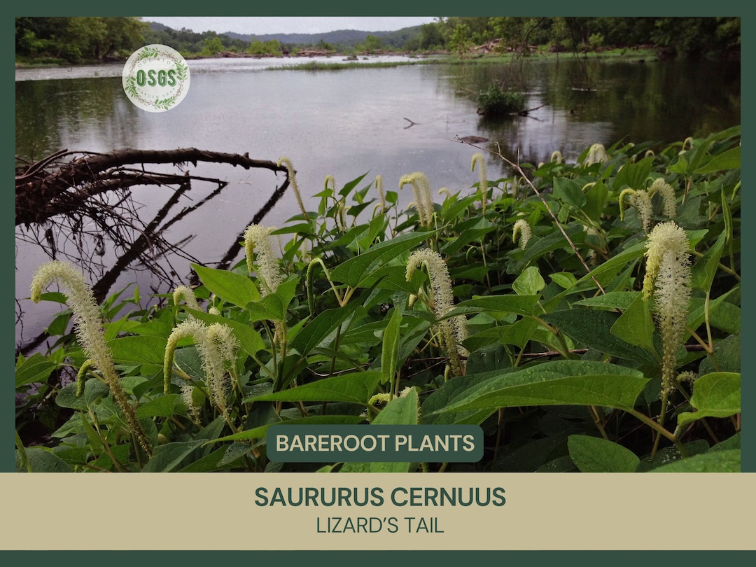 Saururus Cernuus | Lizard’s Tail | Bareroot | Live Plant | Native ...