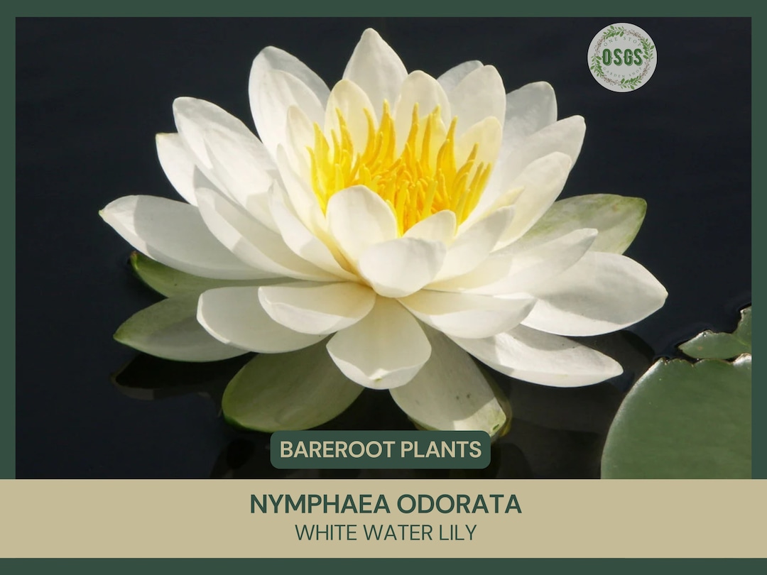 Nymphaea Odorata Rhizome