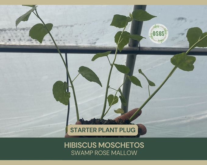 Swamp Rosemallow, 40+ Seeds of Wild-type Hibiscus Moscheutos, Show ...