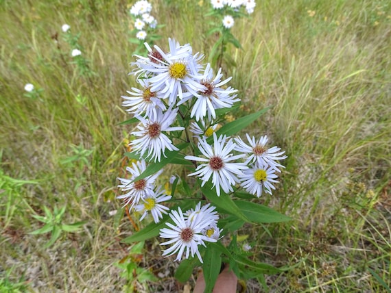 Asters Grassland