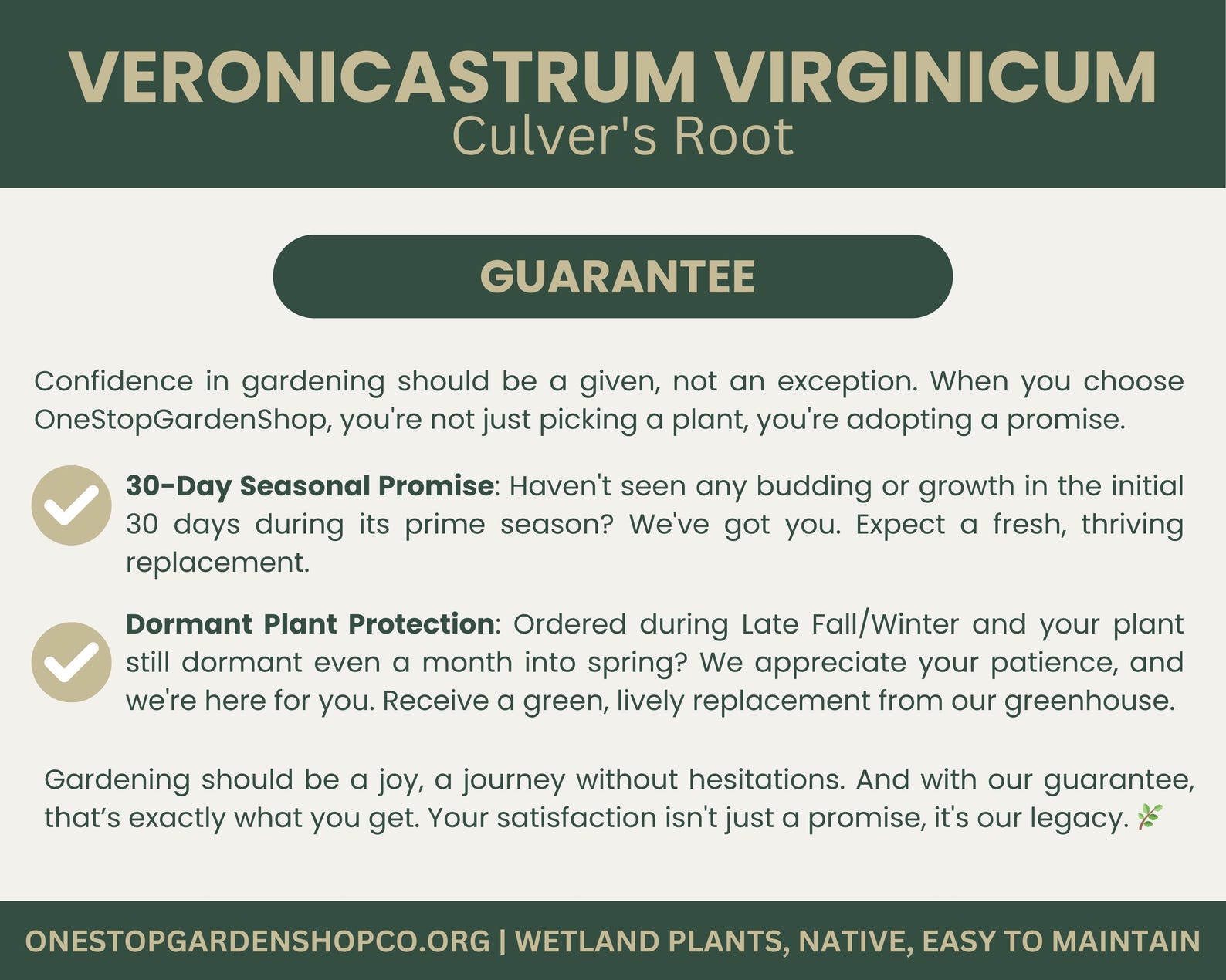 Veronicastrum Virginicum | Culver's Root | Starter Plant Plug | Live ...