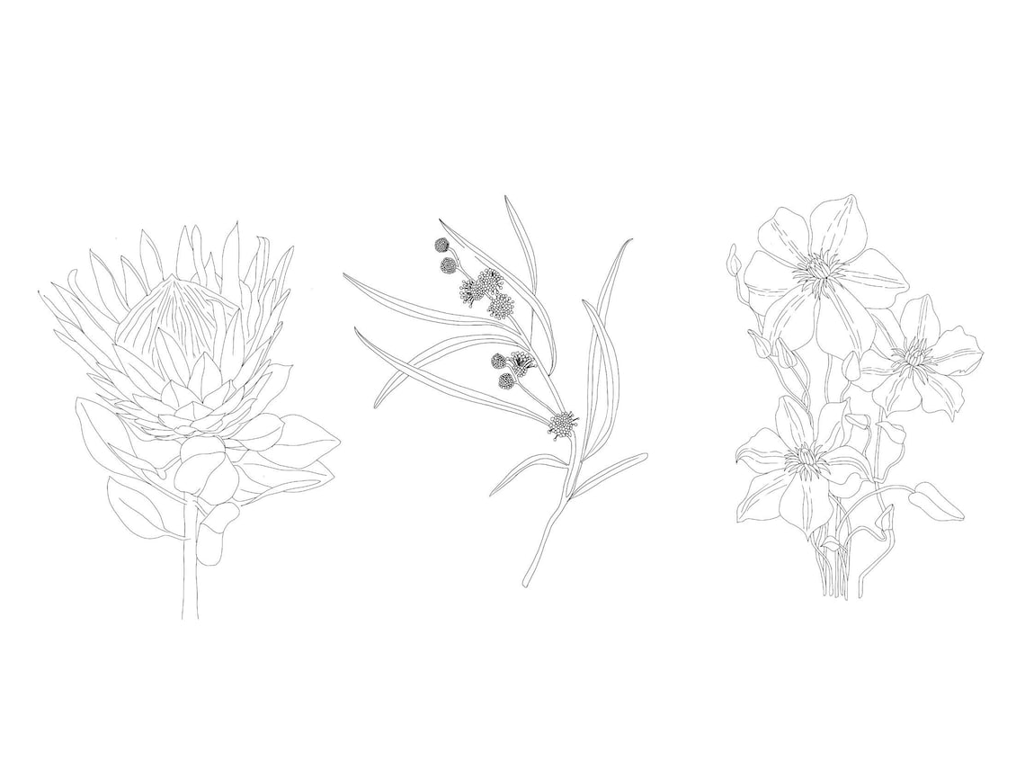 DIGITAL Australian Native Birth Flowers Line Drawings All - Etsy