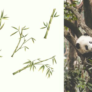 Bamboo Panda Clipart Chinese Panda Digital Download Cute Panda PNG ...