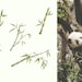 Bamboo Panda Clipart Chinese Panda Digital Download Cute Panda PNG ...
