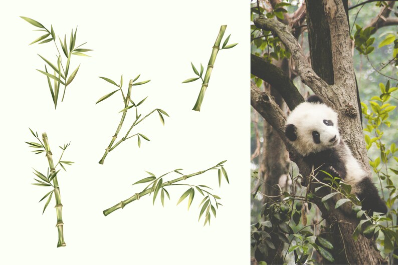 Bamboo Panda Clipart Chinese Panda Digital Download Cute Panda PNG ...