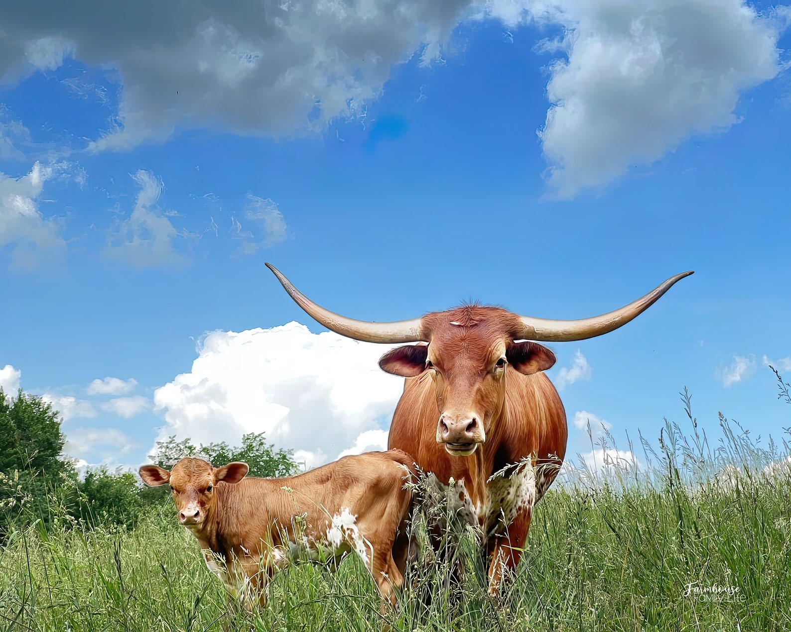 Texas Longhorn Cow, Longhorn Cow and Calf, Farm Life, Farmhouse ...