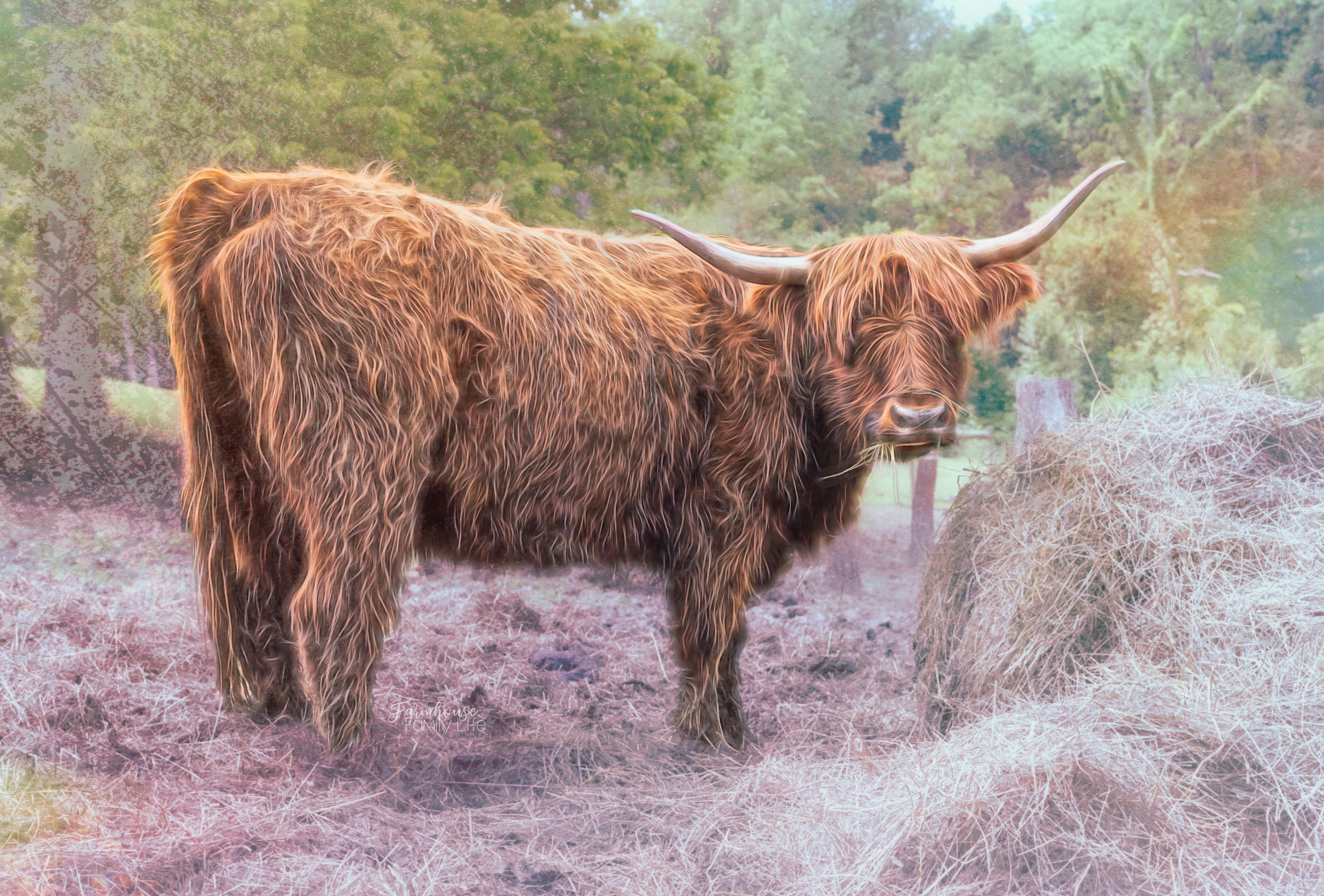 Highland Cow, Farm Life, Farmhouse Decor, Country, Photography, Country ...