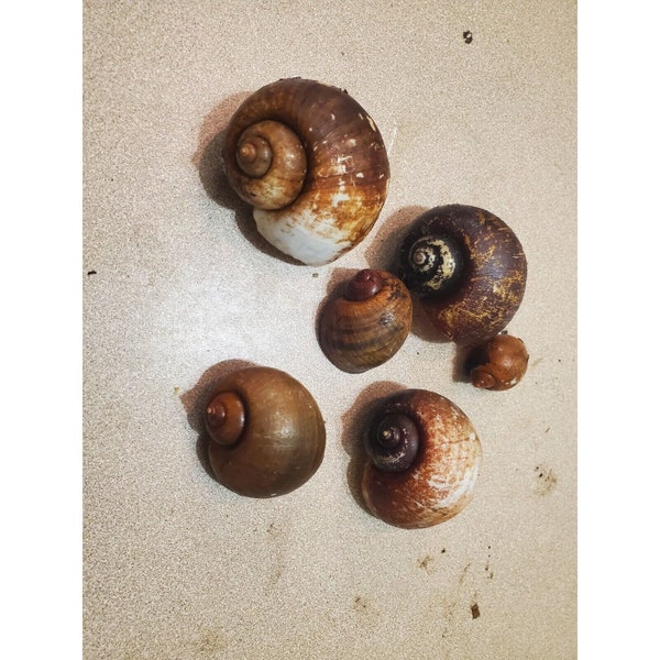 Apple Snail Shell - Etsy