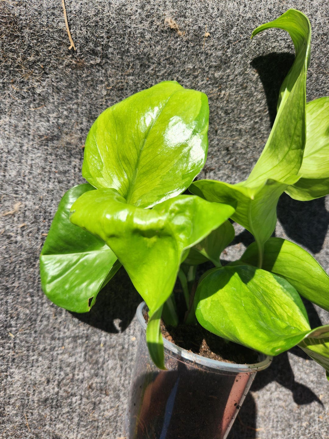 Pothos Greenjula (accurate Pictures!) - Etsy
