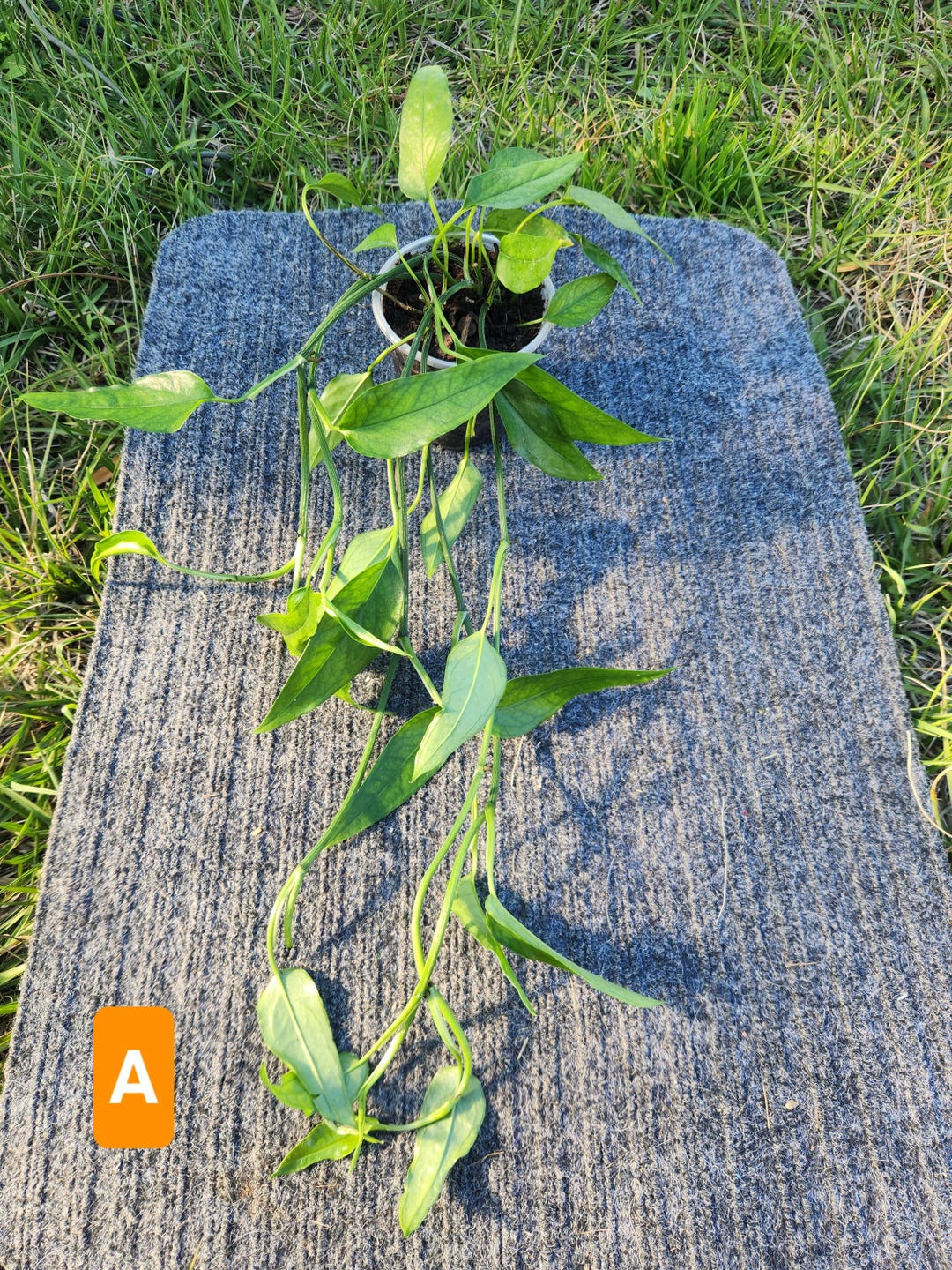 Epipremnum Pothos Skeleton Key (accurate Pictures) - Etsy