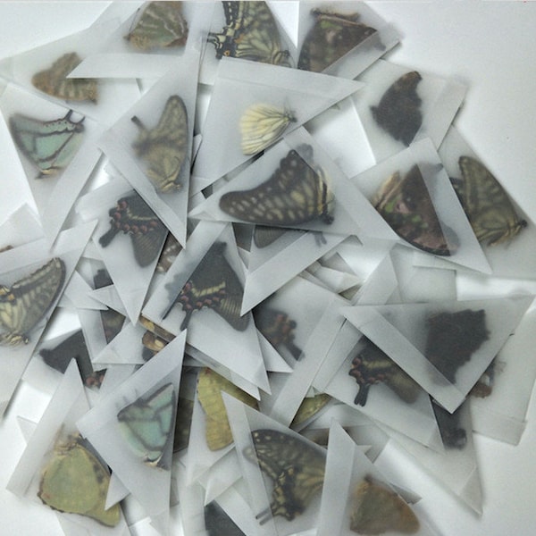 Dried Butterflies - Etsy
