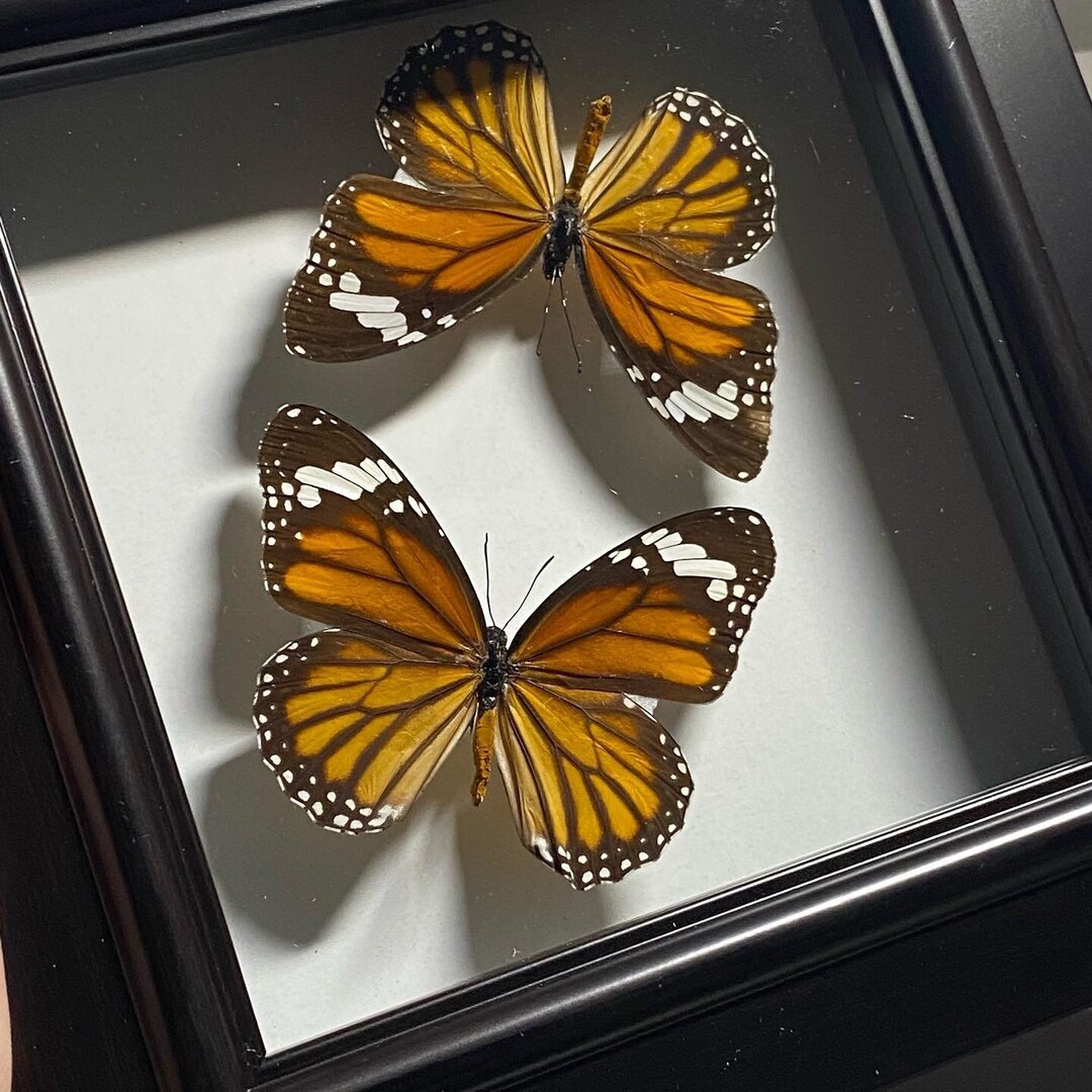 Butterfly Specimens,nature Butterfly,butterfly in Frame,butterfly ...
