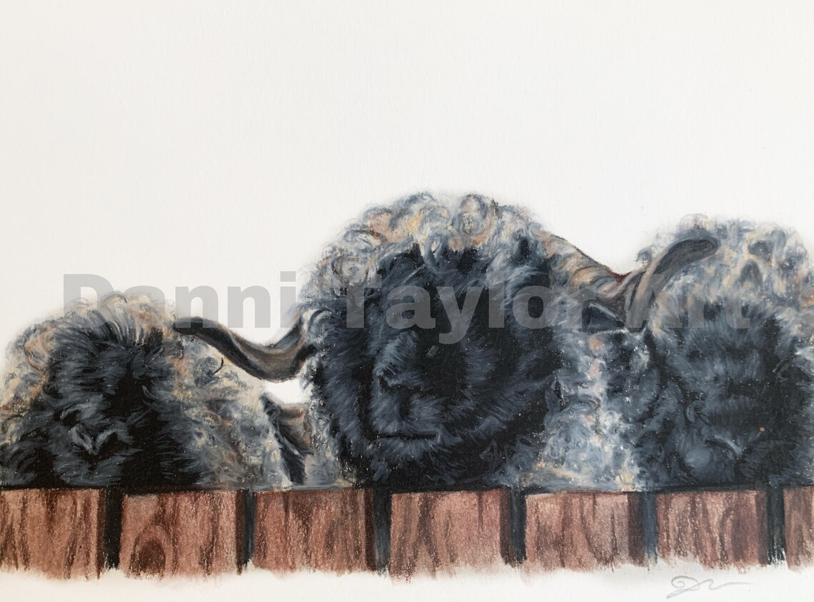 Nosy Valais Blacknose Sheep Fine Art Print - Etsy